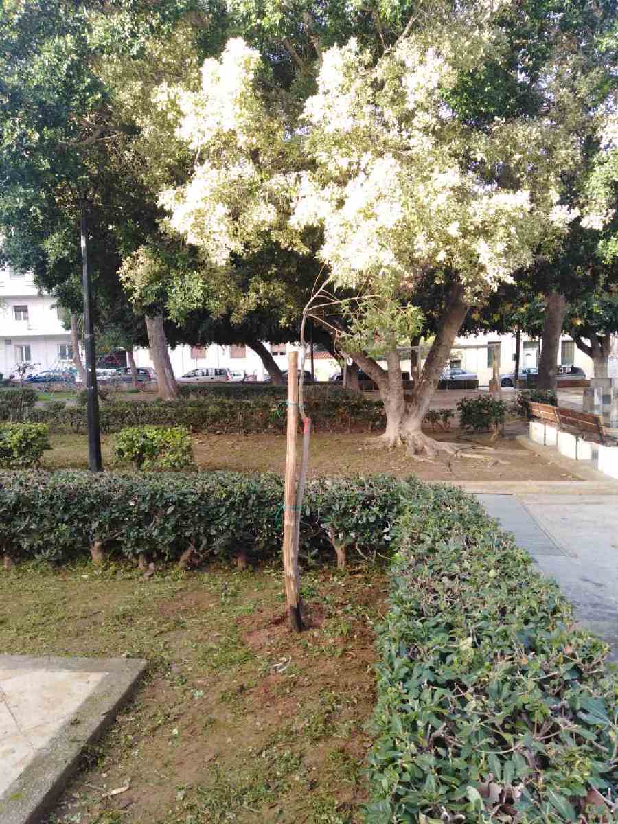 Εκτεταμένες φυτεύσεις 70 νέων φυτών από τον Δήμο Χανίων | Cretalive ...